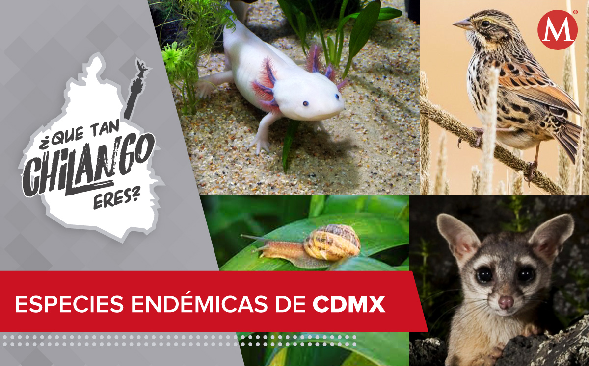Reptiles, aves y moluscos: especies endémicas de la Ciudad de México ...