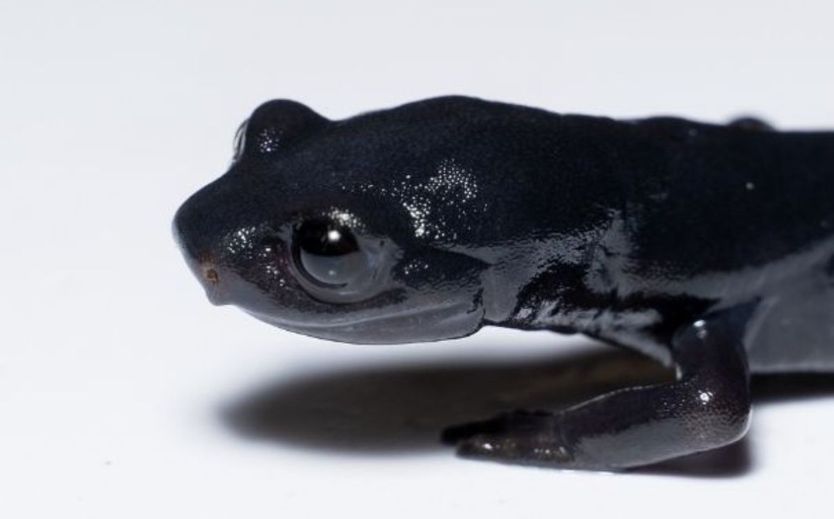 Guatemala. Descubren nueva especie de salamandra: FOTOS - Grupo Milenio