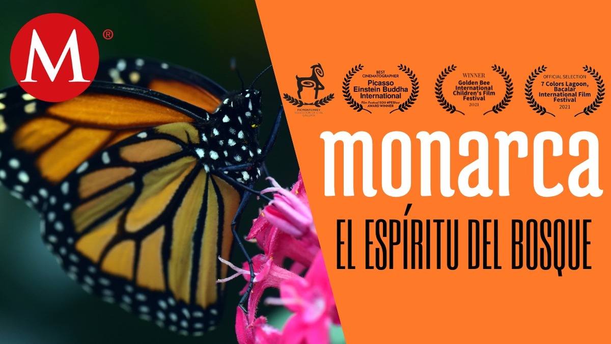 Aquí puedes ver el documental Monarca, el espíritu del bosque - Grupo ...