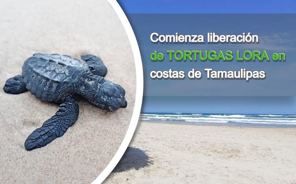 Noticias de tortugas lora en Milenio