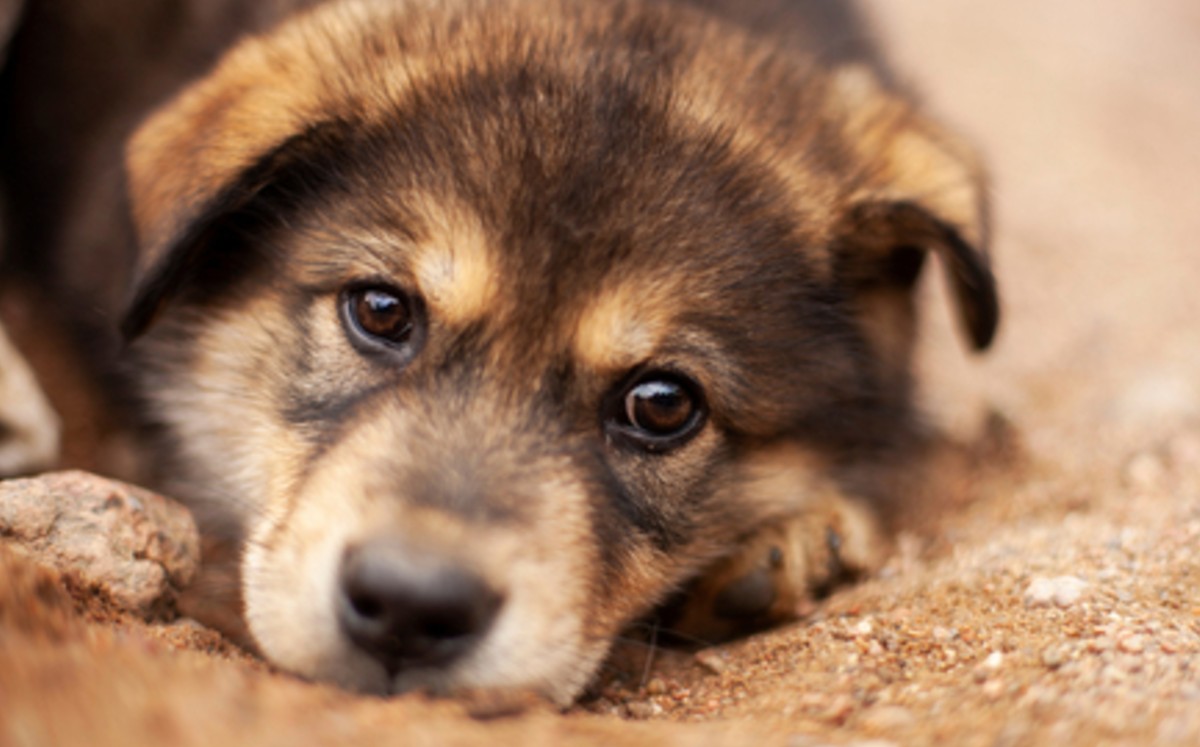 Firulais, por qué le llaman así a los perritos: origen palabra - Grupo ...