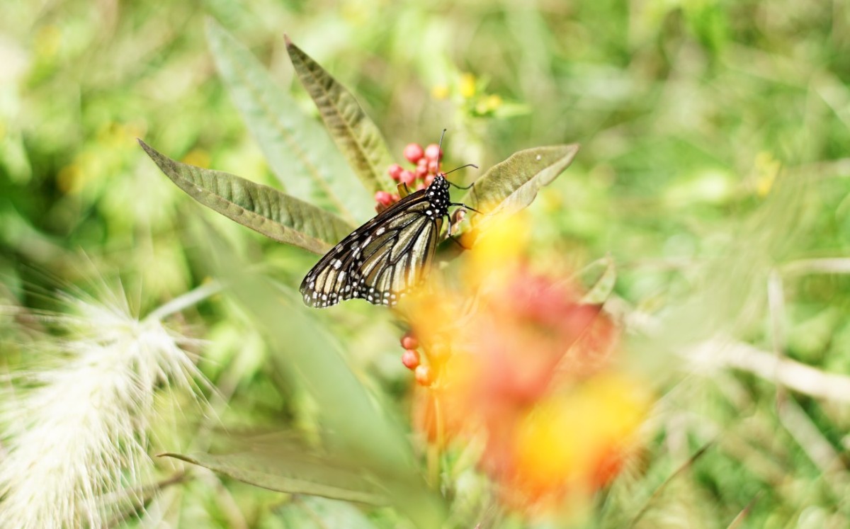 En Ecatepec, crearán jardín de polinizadores para rescatar a mariposas ...