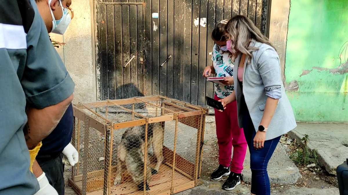 Noticias de Rescate animal en Milenio - Grupo Milenio