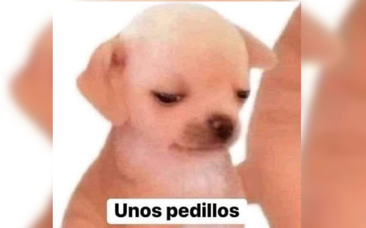 Unos pedillos, el meme del perrito que causa furor en Internet - Grupo ...