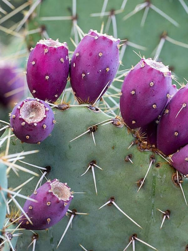¡Que no falte en tu mesa! Estos son los beneficios de comer nopal ...